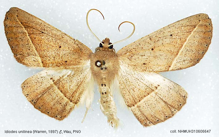 Papua Insects Foundation (Lepidoptera/Ennominae thumbnails)